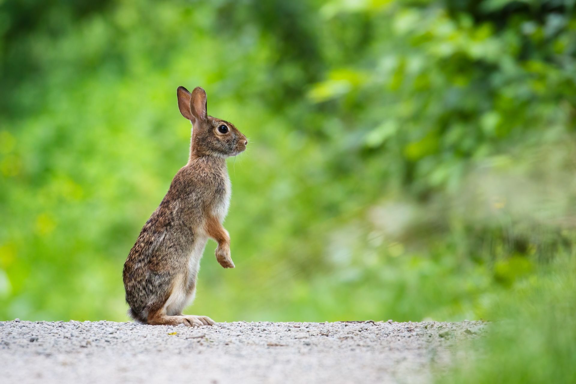 When is Rabbit Hunting in Your State? 2025-2026 | HuntWise