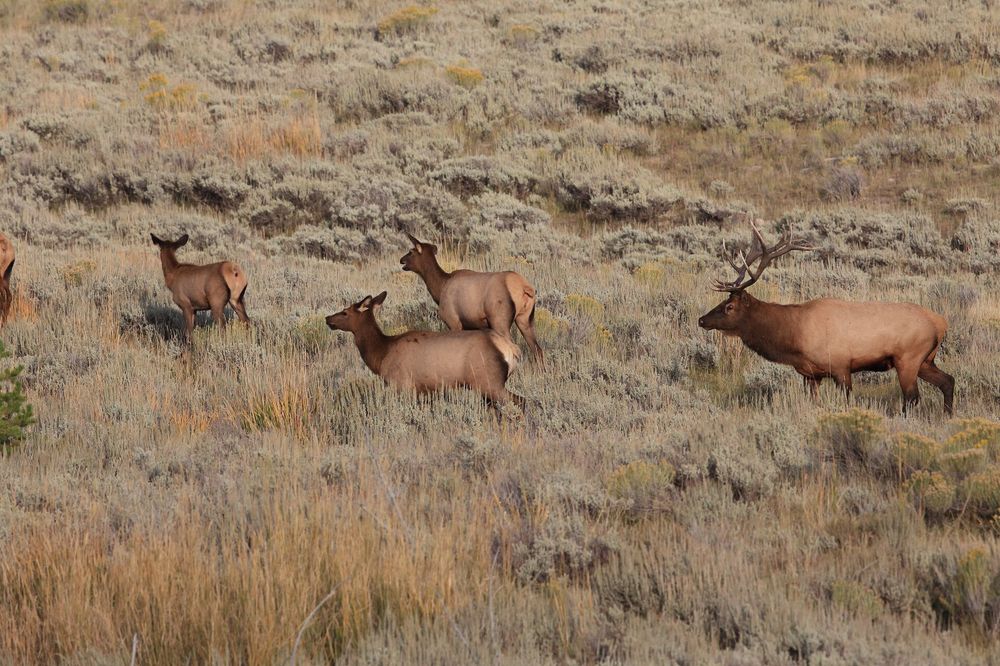When Is Wyoming Elk Hunting Season? | HuntWise