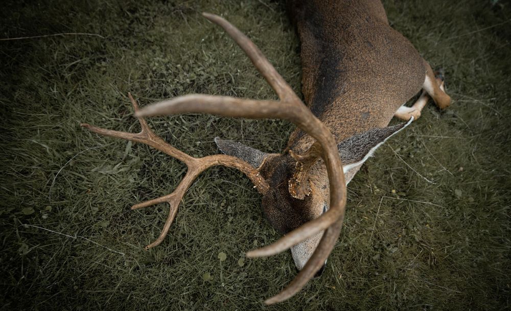Pre Rut Hunting Tips: Attracting Bucks | HuntWise