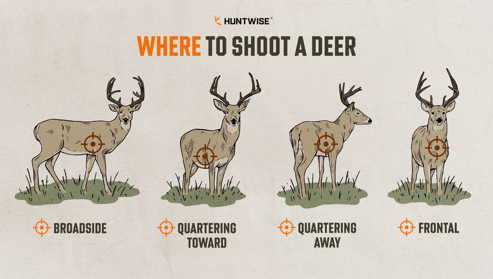 How to Know the Best Deer Shot Placement | HuntWise