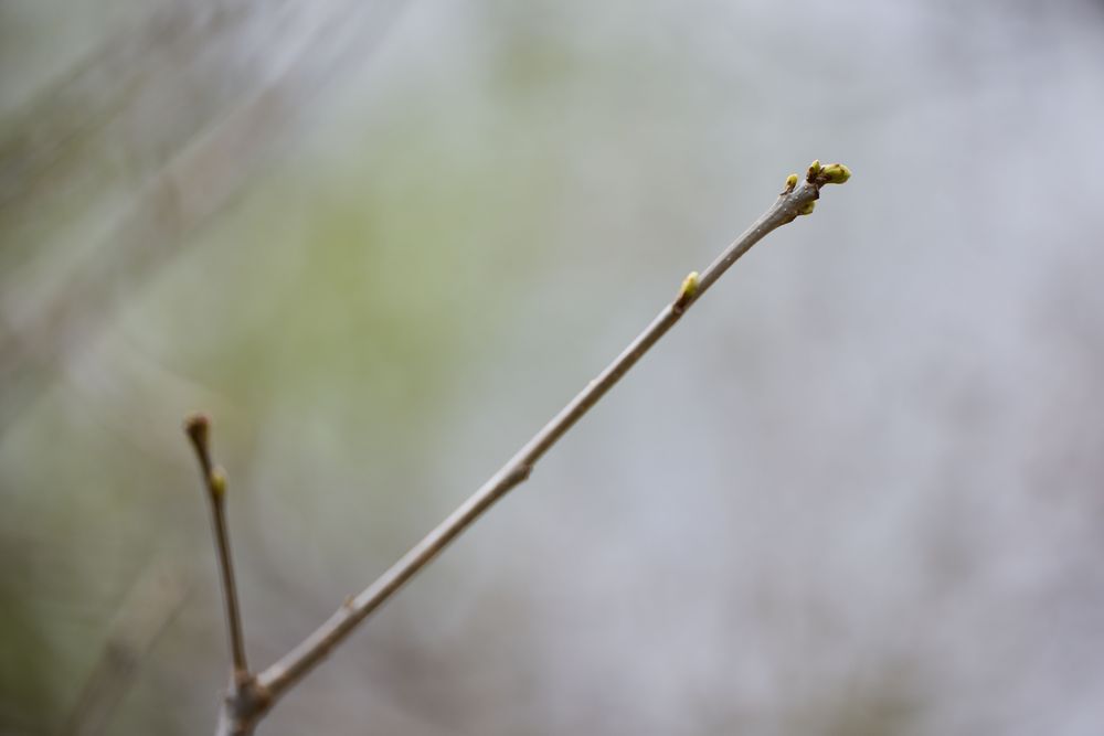 Why Spring is the Best Time to Hinge Cut Trees | HuntWise