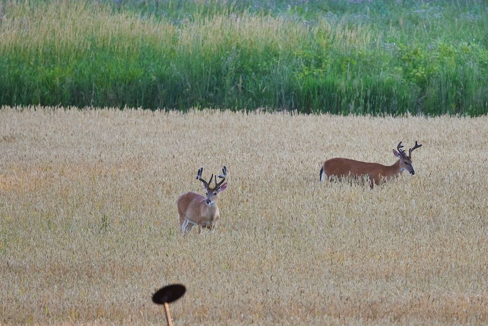 When Do Antlers Grow? A Guide | HuntWise