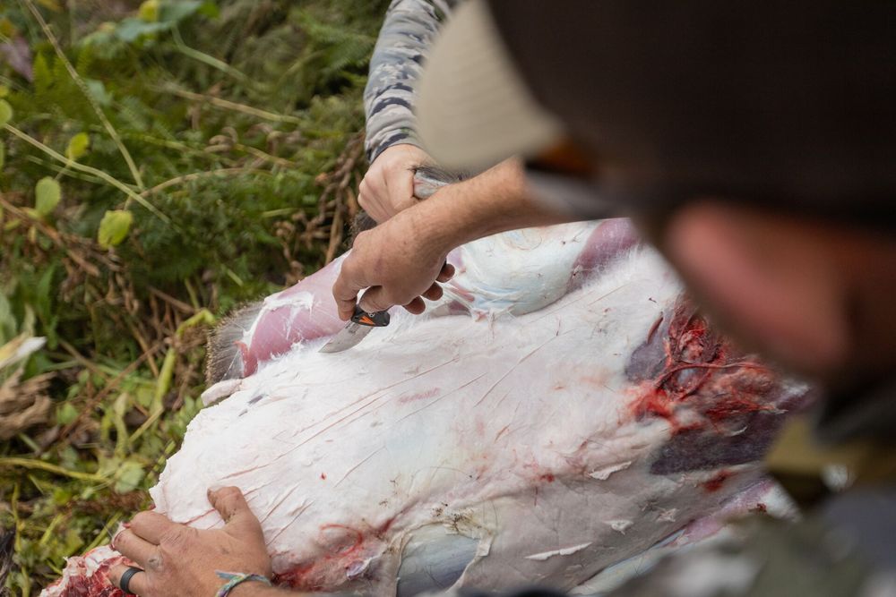 How to Field Dress a Deer: Step-by-Step | HuntWise