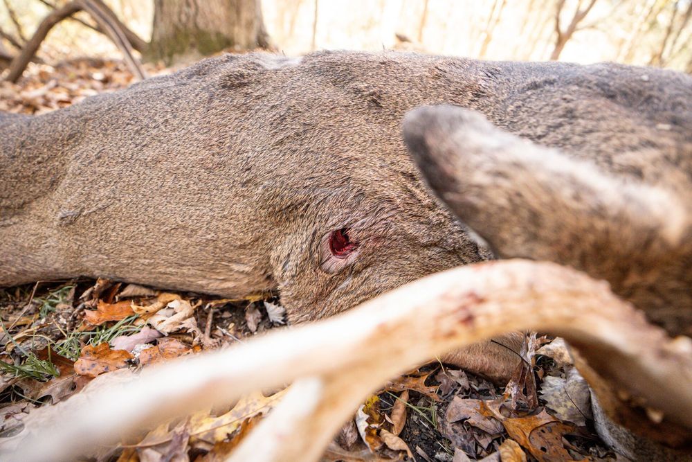 How to Know the Best Deer Shot Placement | HuntWise