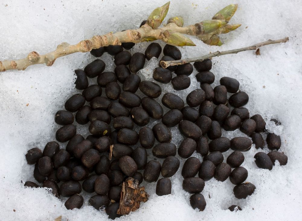 How to Identify Deer Droppings (and Why) | HuntWise