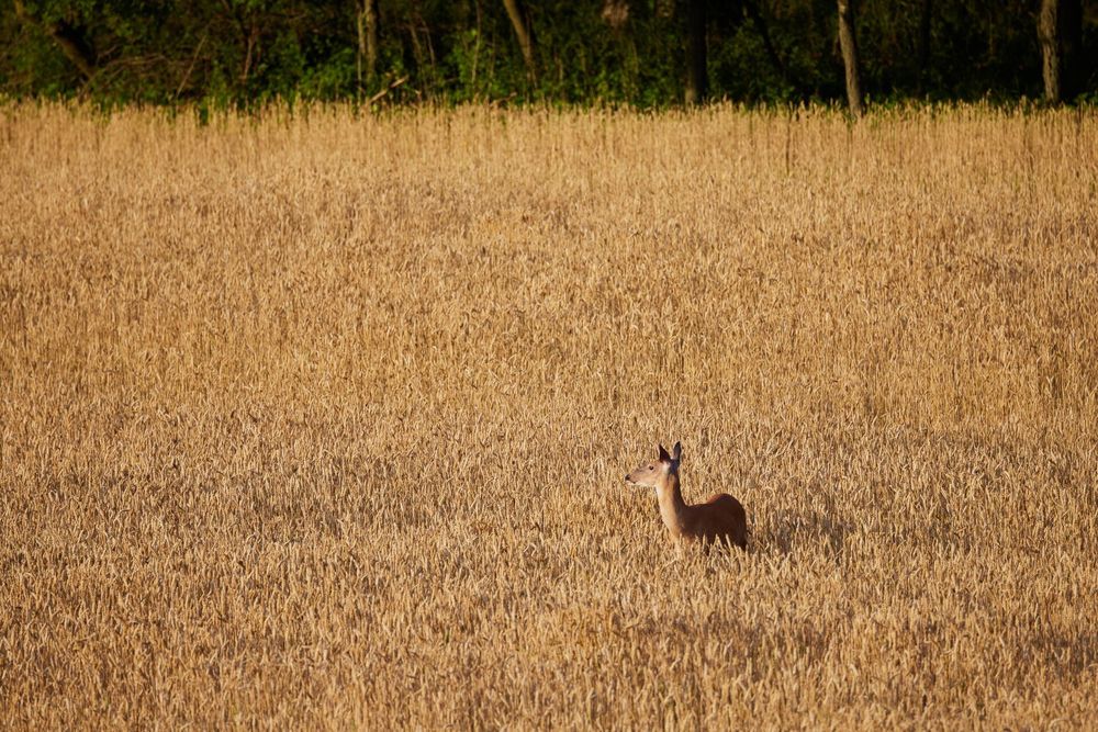 Why and How to Call In a Doe with Deer Calls | HuntWise