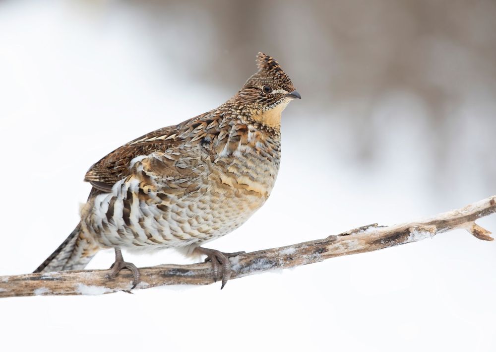 Where to Find the Best Grouse Hunting Near Me | HuntWise