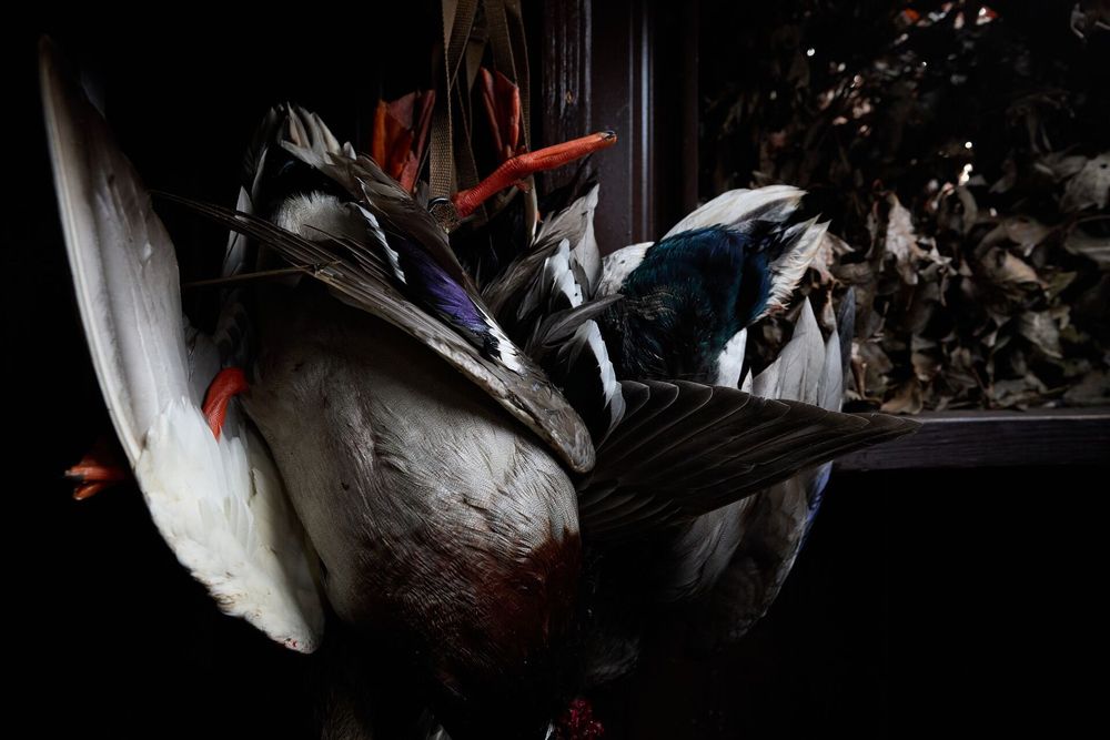 What is Poaching and How Hunters Can Report It | HuntWise