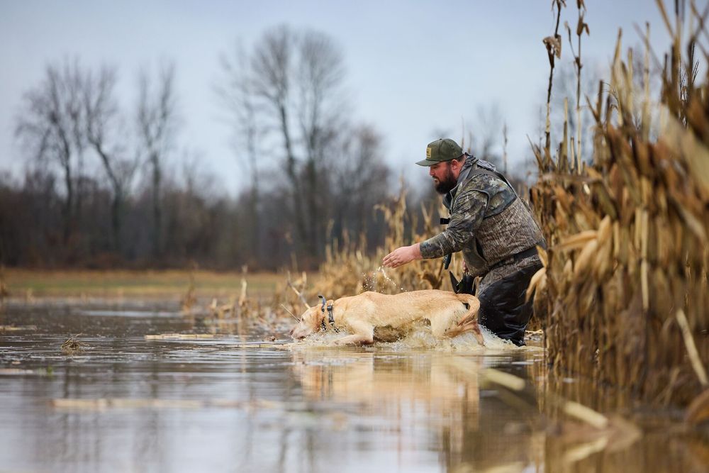 Understanding Waterfowl Migration for Better Hunts | HuntWise