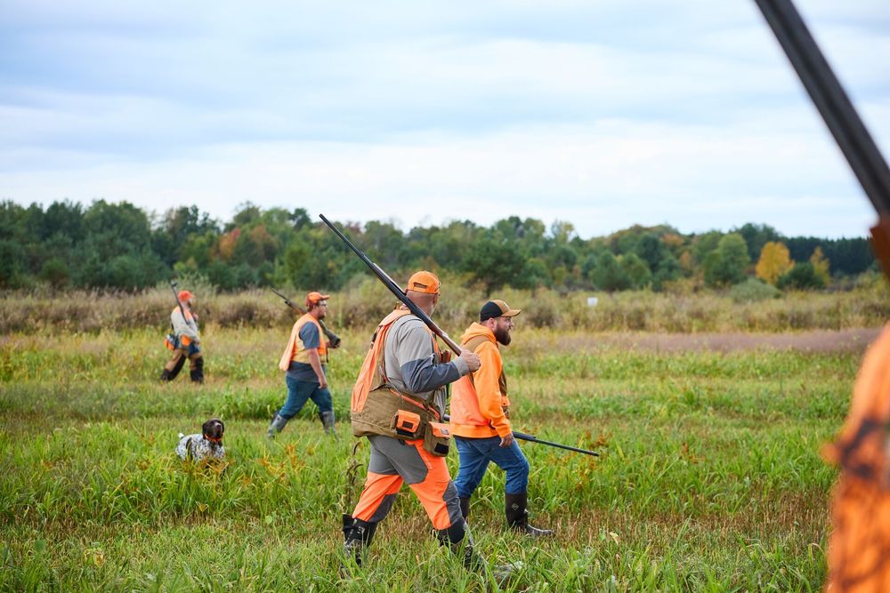 All About the Colorado Pheasant Hunting Season | HuntWise