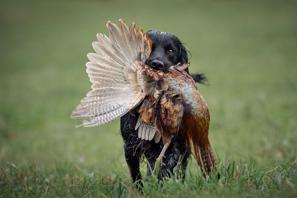 What is Upland Bird Hunting? | HuntWise