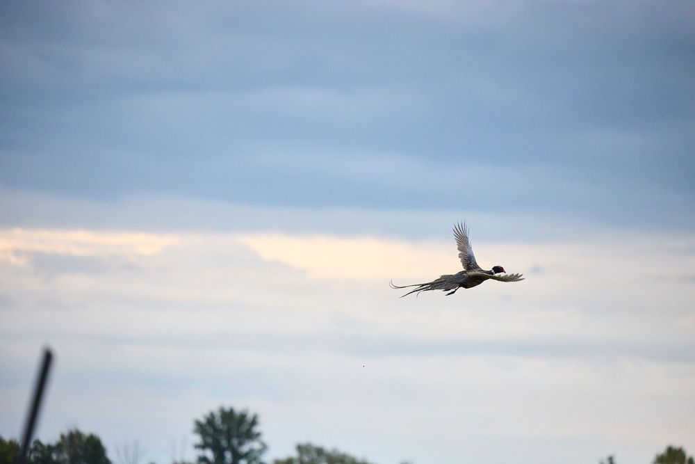 Pheasant Hunting Ohio: A Guide to When and Where | HuntWise