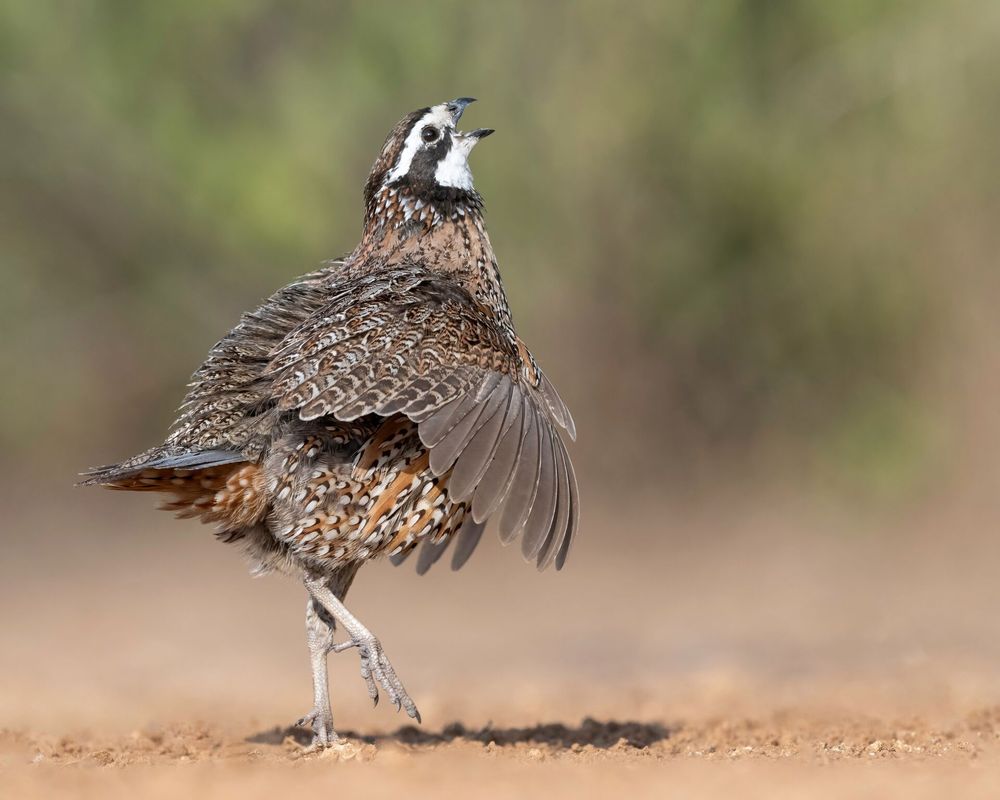 A Guide to Quail Season in Arizona | HuntWise
