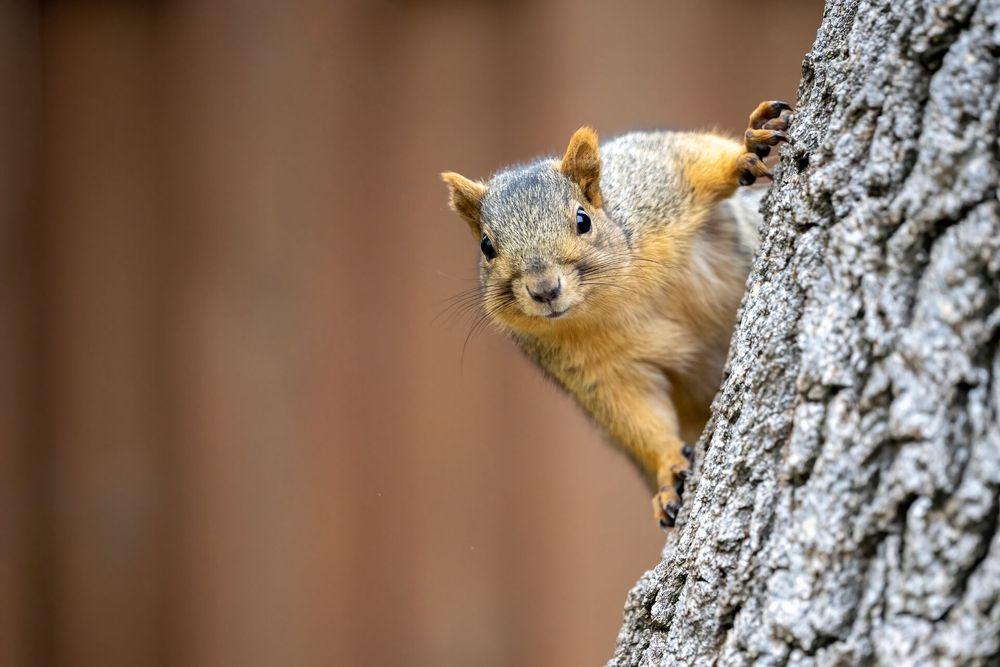 What Are the Best Squirrel Recipes? | HuntWise