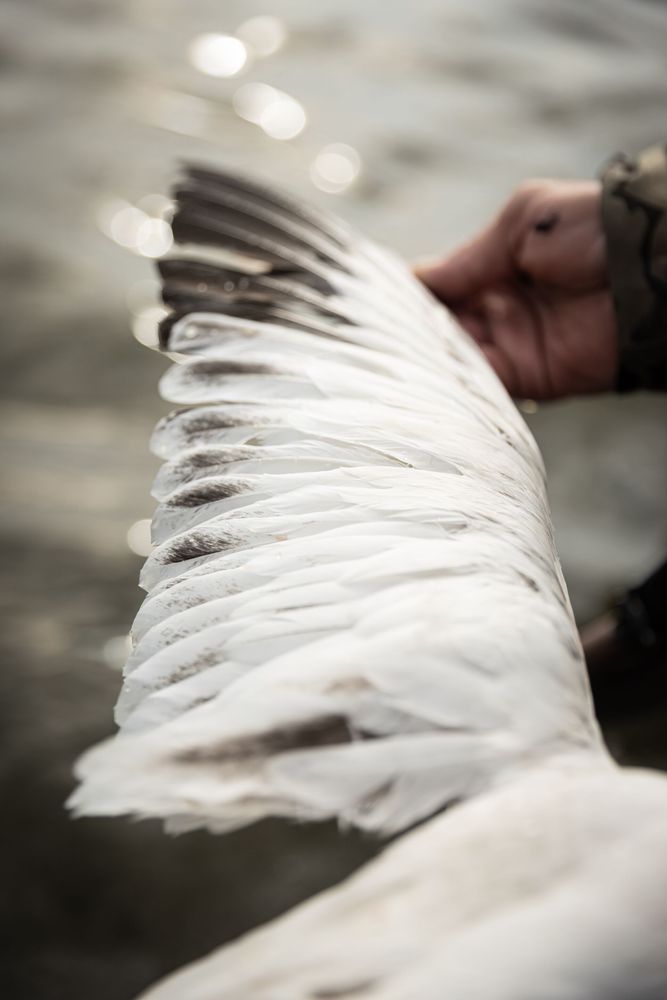 Understanding Waterfowl Migration for Better Hunts | HuntWise