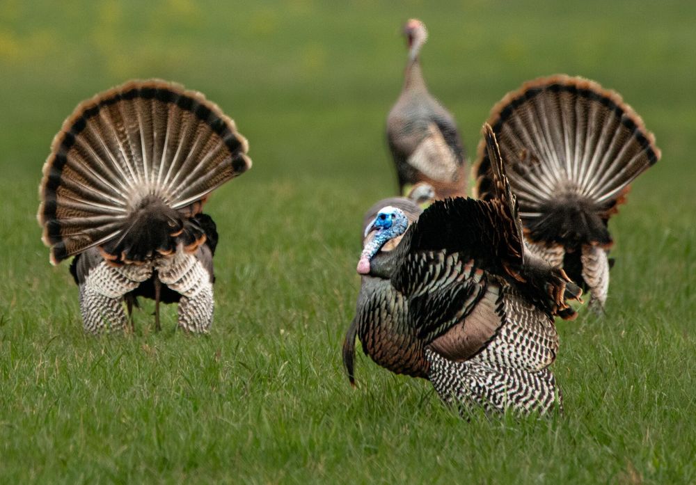 A Guide to the Kansas Hunting Seasons | HuntWise