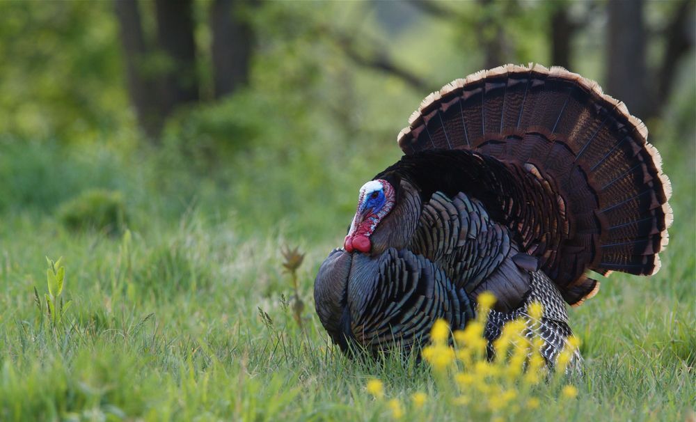 When Is Alabama Turkey Season? | HuntWise