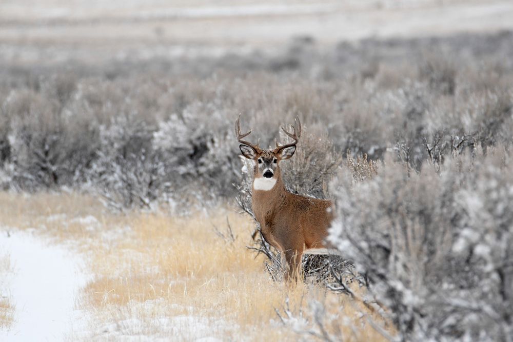3 Types of Land to Consider When Scouting for Deer | HuntWise