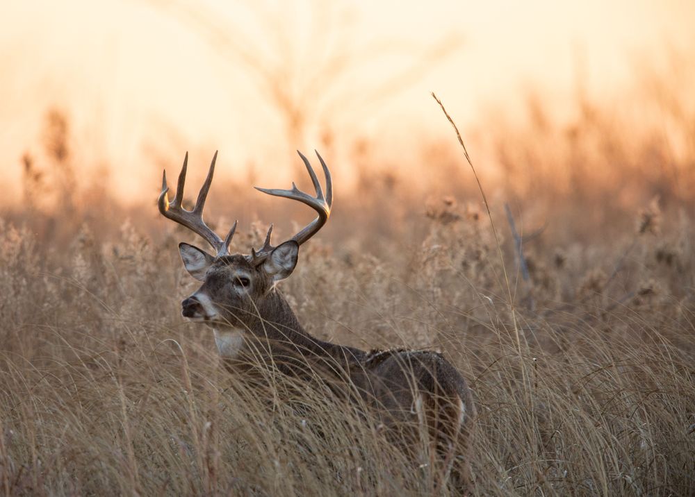 When is Alabama Deer Season? | HuntWise