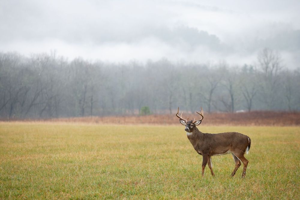 The Guide to the Michigan Deer Season | HuntWise