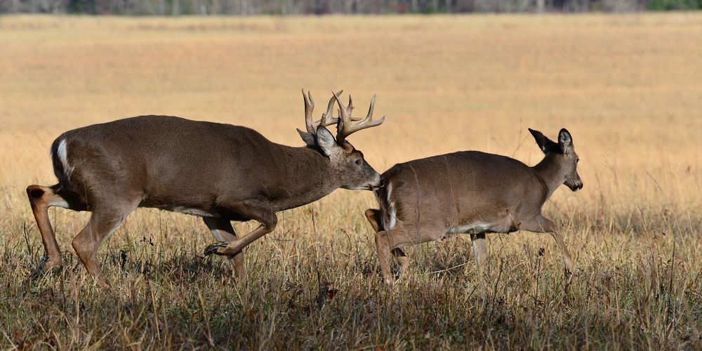 How to Hunt the Whitetail Rut (Successfully) | HuntWise