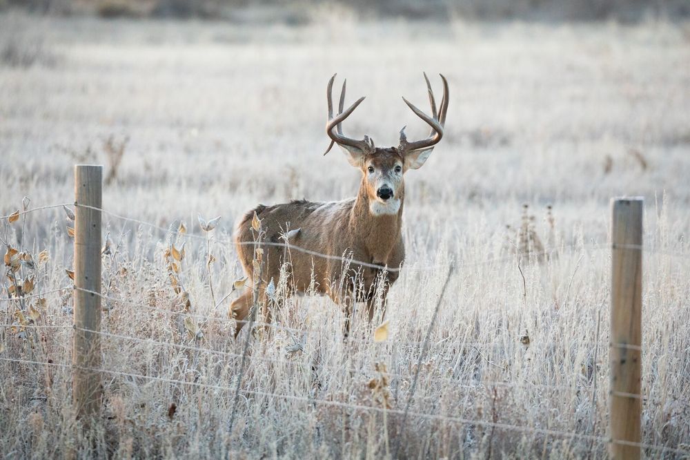 A Guide To Deer Season Georgia 2025 | HuntWise