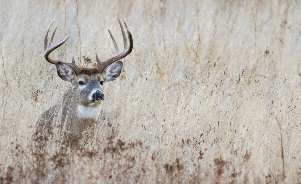 A Guide to Hunting in Connecticut This Season | HuntWise