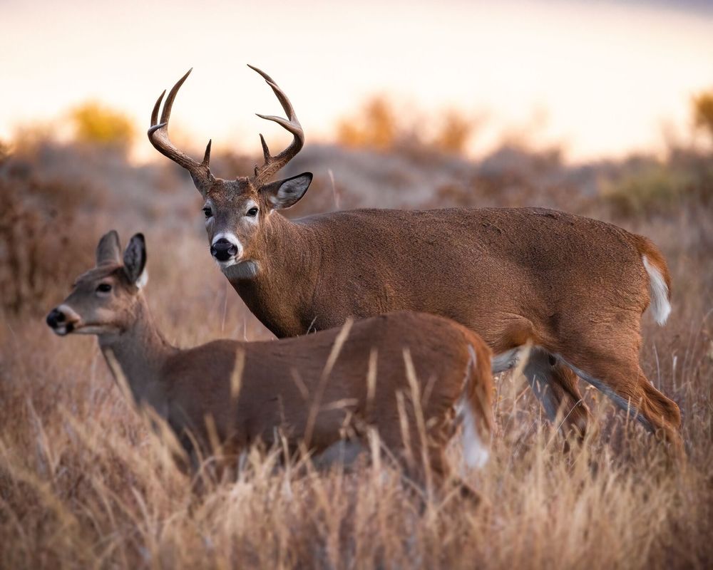 When Is Deer Season, Florida? | HuntWise
