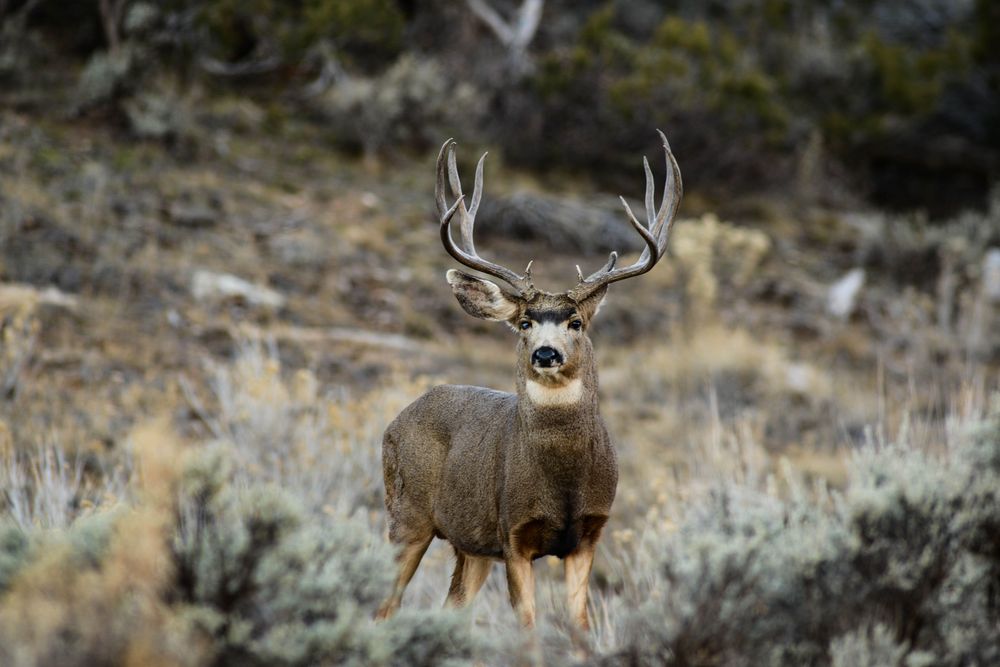 Guide to the Nevada Hunting Seasons 2025 | HuntWise