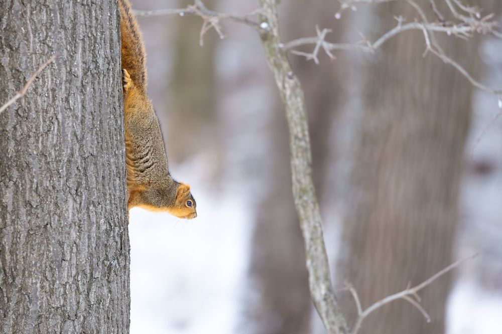 4 Strategies For Winter Squirrel Hunting Success | HuntWise