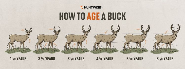 How to Age a Buck: Antlers, Body Size, and More | HuntWise