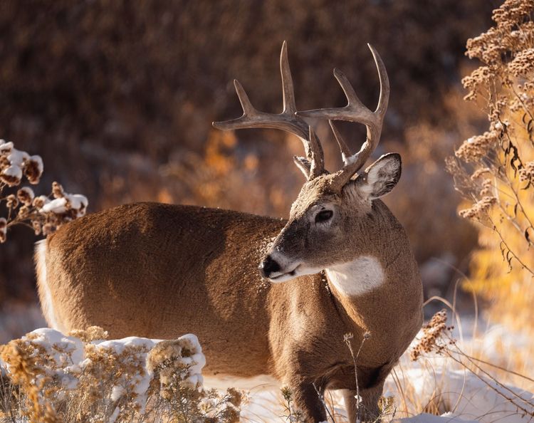 Guide to the Rhode Island Hunting Season 2025 | HuntWise