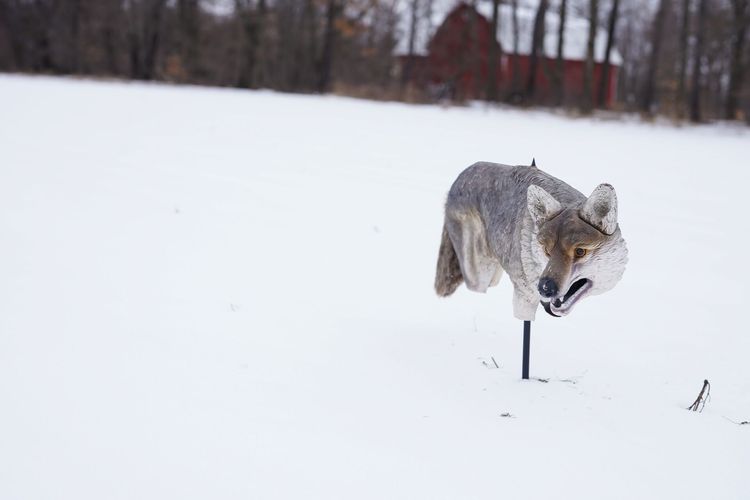 What is Decoy Hunting? A Guide to Decoys | HuntWise