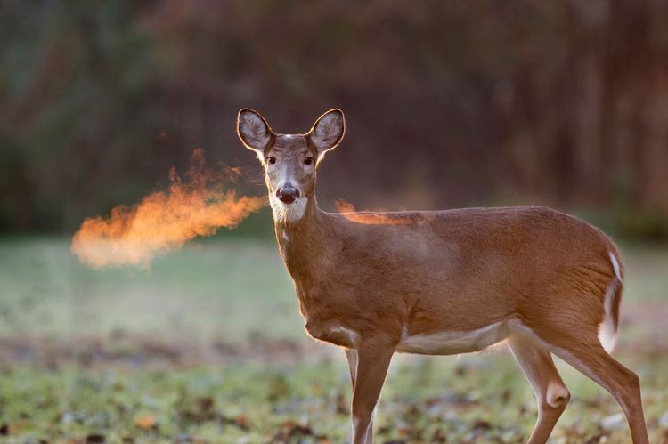 What is a Deer Bleat (and What Does It Mean)? | HuntWise