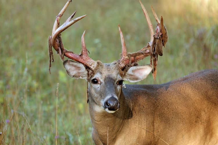 When Do Antlers Grow? A Guide | HuntWise