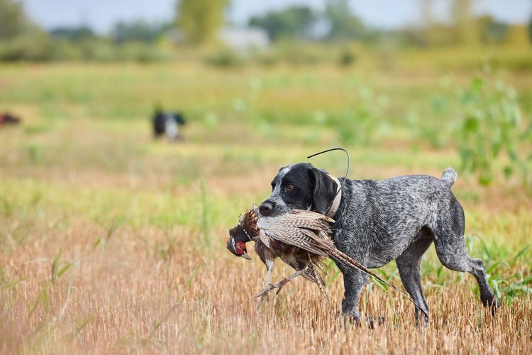 Pheasant Hunting Ohio: A Guide to When and Where | HuntWise