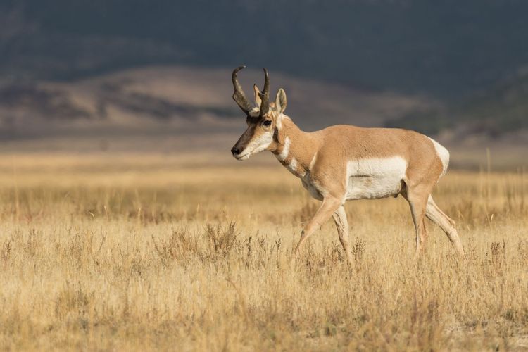 Guide to the New Mexico Hunting Seasons 2025 | HuntWise