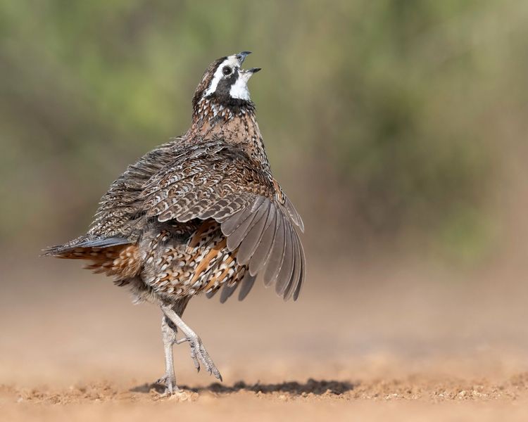 A Guide to Quail Season in Arizona | HuntWise