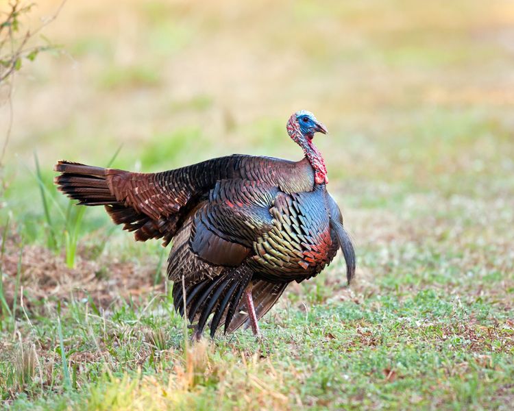 When Is Florida Turkey Season? | HuntWise