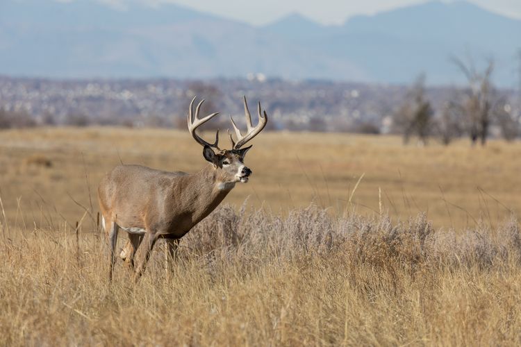 A Guide to Understanding Deer Sounds | HuntWise