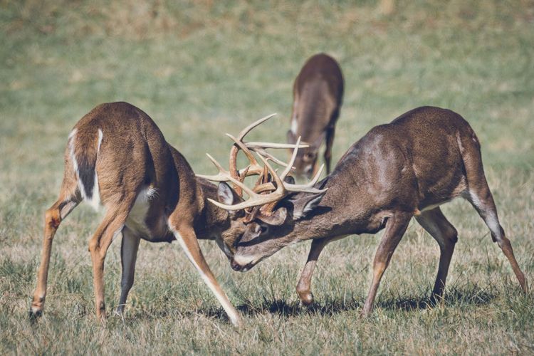 How To Tag Out During the Ohio Deer Season | HuntWise