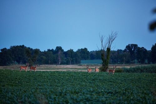Indiana Deer Season: Everything You Need to Know | HuntWise