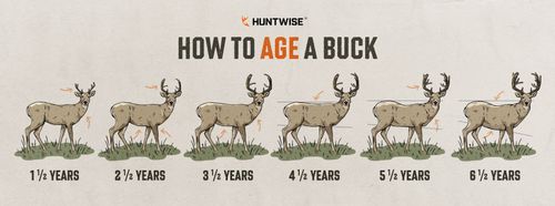 How to Age a Buck: Antlers, Body Size, and More | HuntWise