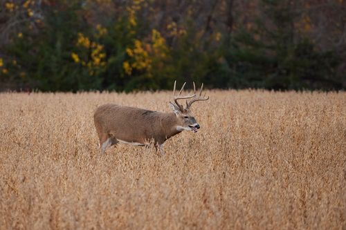 The Best Deer Hunting States For Your Hunt | HuntWise