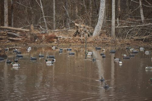 How to Set Your Spreads for Duck Decoy Hunting | HuntWise