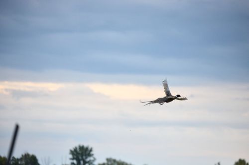 Pheasant Hunting Ohio: A Guide to When and Where | HuntWise