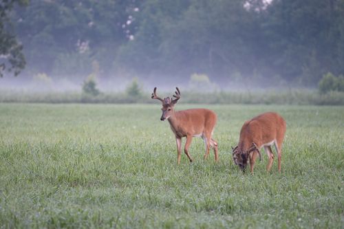 When Is Deer Season, SC? | HuntWise