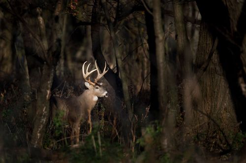 How Do Moon Phases Affect Deer Movement? Jeff Sturgis | HuntWise