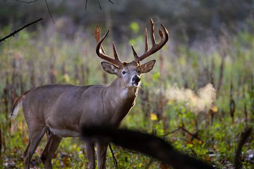 Deer Calls 101: 5 Must-Know Types Of Calls | HuntWise