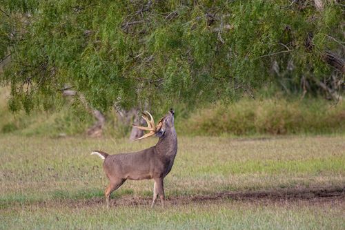How and When To Get a Mississippi Hunting License | HuntWise
